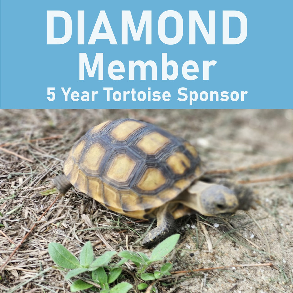 The Tortoise Conservancy | Save The Gopher Tortoises